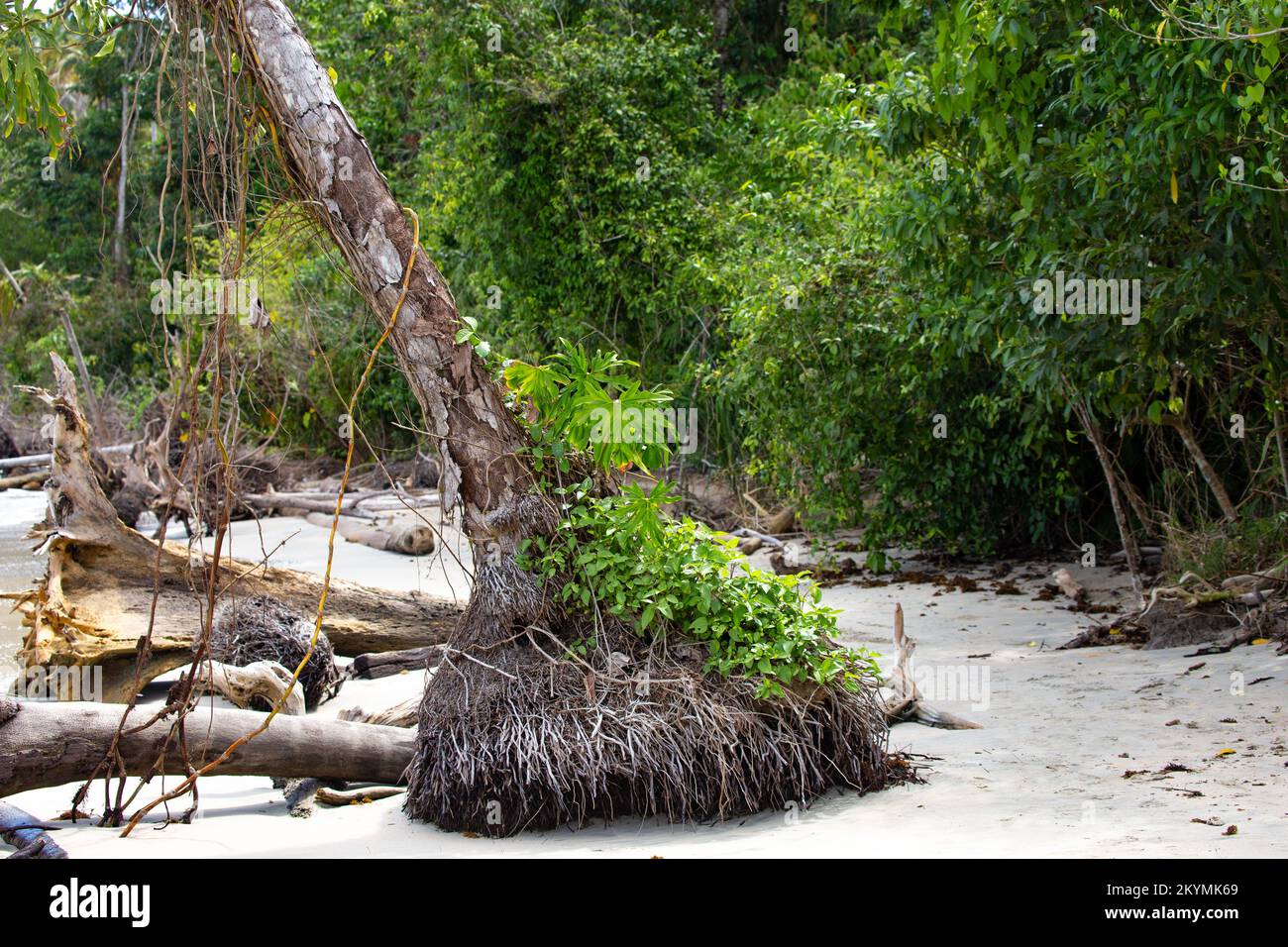 A tropical white sand beach with driftwood in Cahuita National Park. On ...