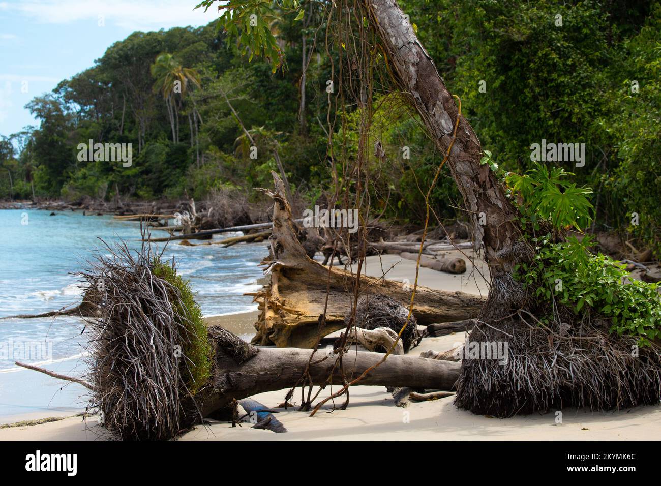 A tropical white sand beach with driftwood in Cahuita National Park. On ...