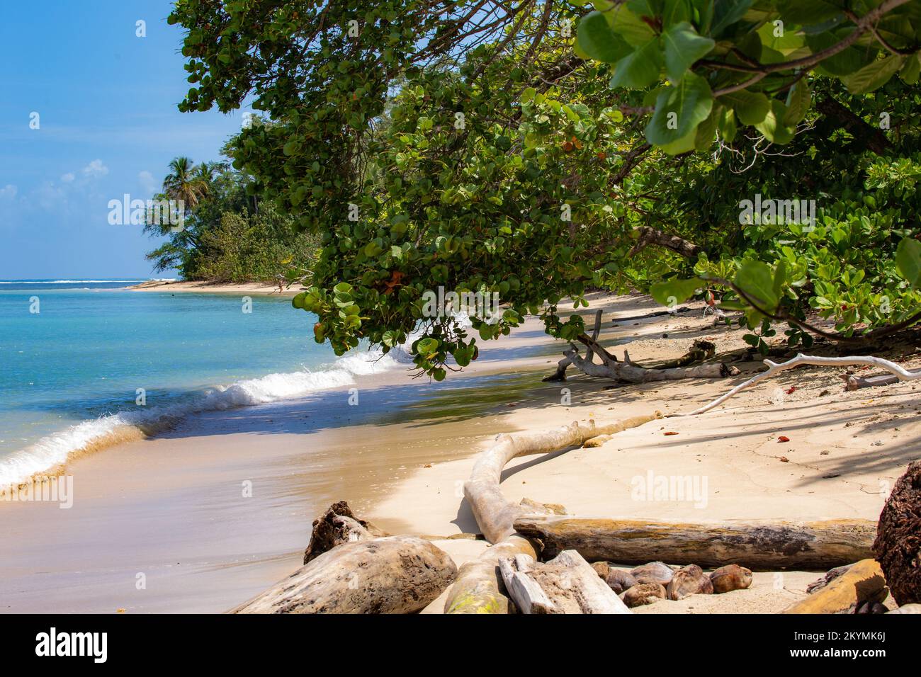 A tropical white sand beach with driftwood in Cahuita National Park. On ...