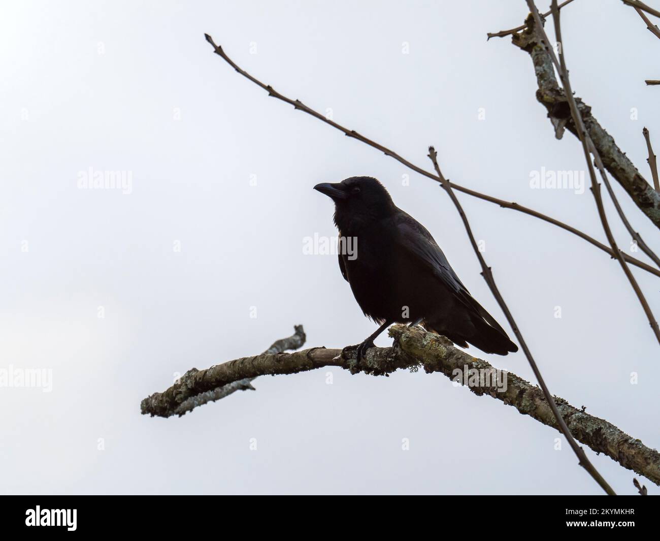 A Carrion Crow, Corvus corone in Ambleside, Lake District, UK Stock ...