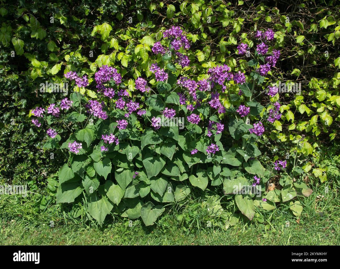 Honesty plant border hi-res stock photography and images - Alamy
