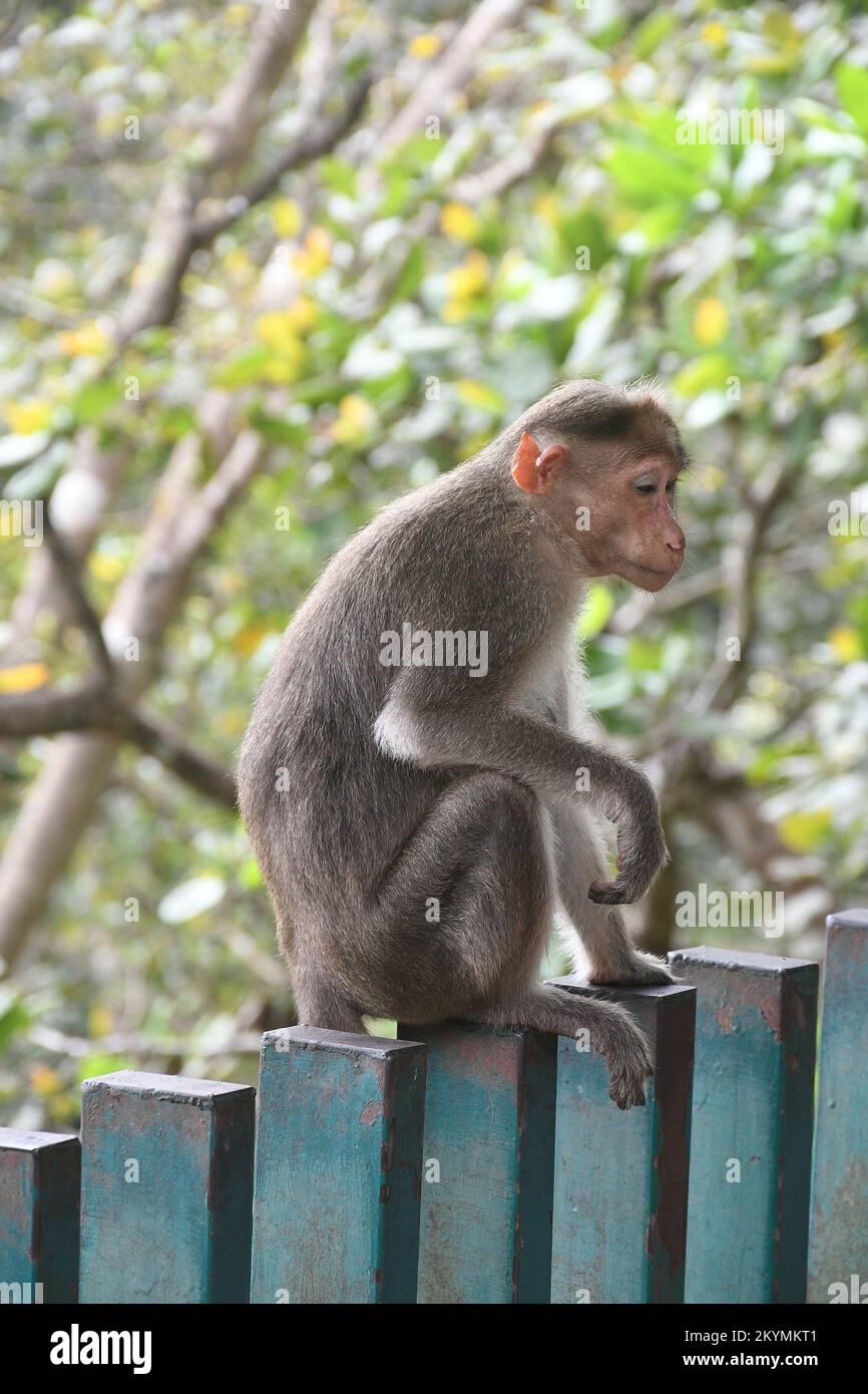 Thirsty monkey having soft drink in forest, funny sight to see Stock ...