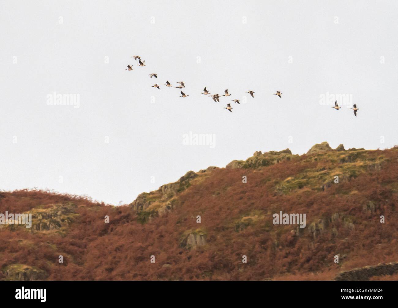 A flock of Barnacle Goose, Branta leucopsis flying over Ambleside, Lake ...