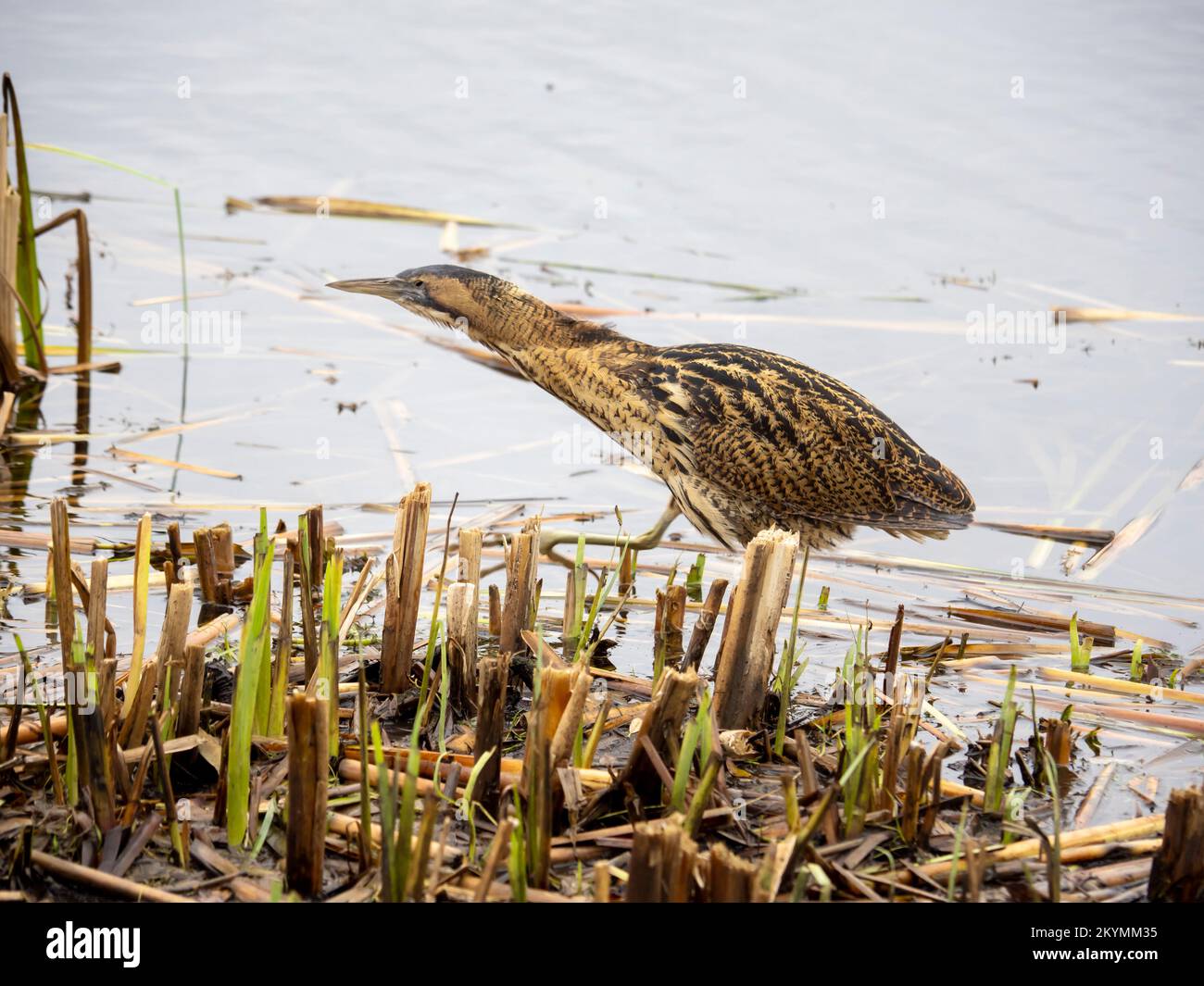 A Eurasian Bittern, Botaurus stellaris that has lost an eye at Leighton ...