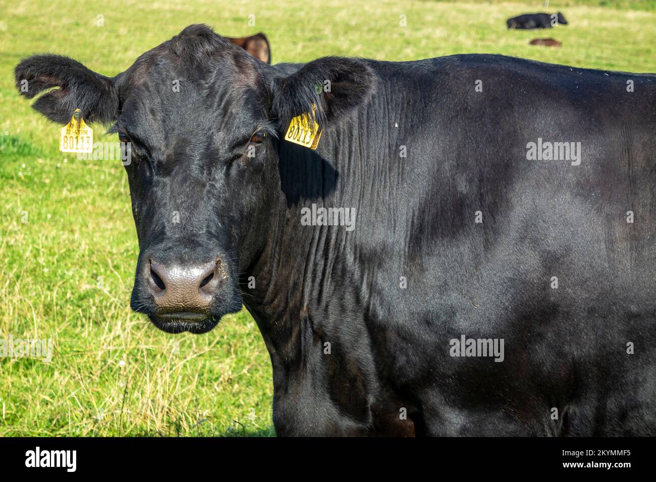 Black cow in County Mayo - Republic of Ireland Stock Photo - Alamy