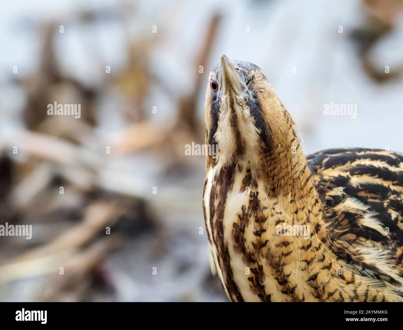 Eurasian bittern botaurus stellaris hi-res stock photography and images ...