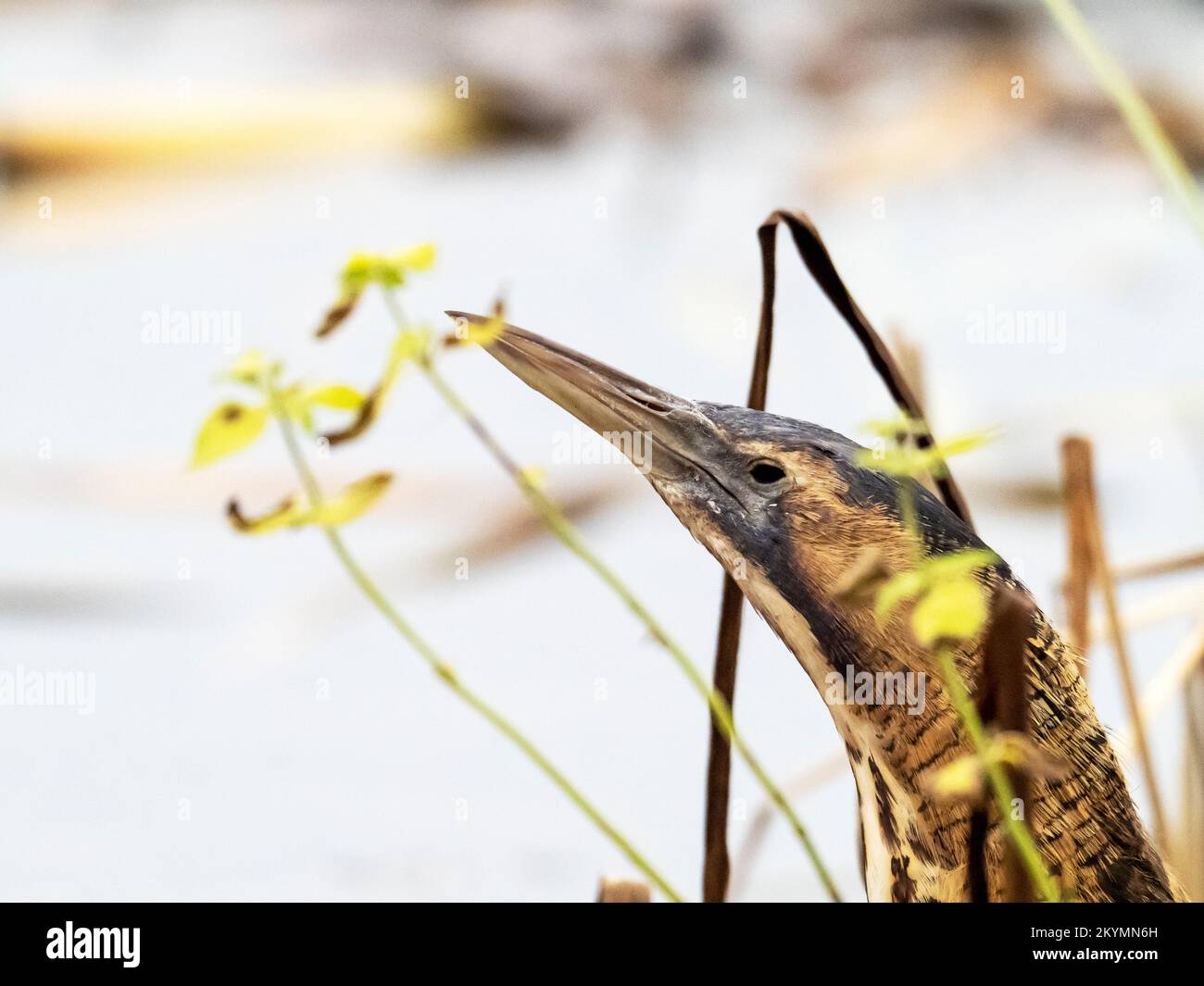 A Eurasian Bittern, Botaurus stellaris that has lost an eye at Leighton ...
