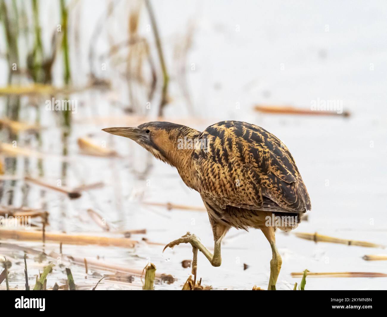 A Eurasian Bittern, Botaurus stellaris that has lost an eye at Leighton ...