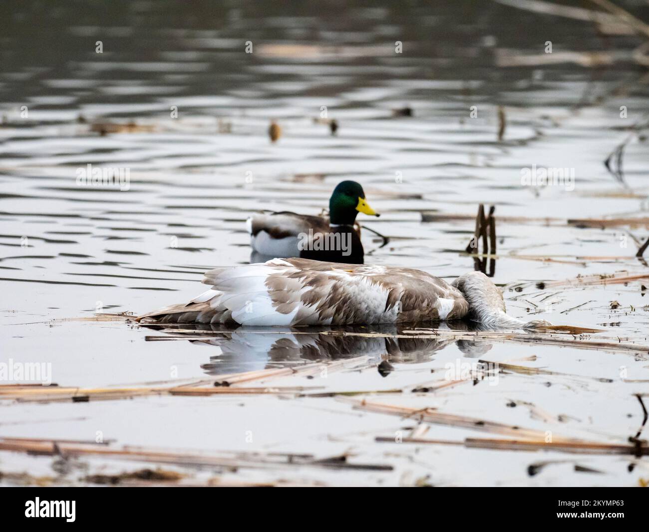 Dead swan cygnus olor hi-res stock photography and images - Alamy