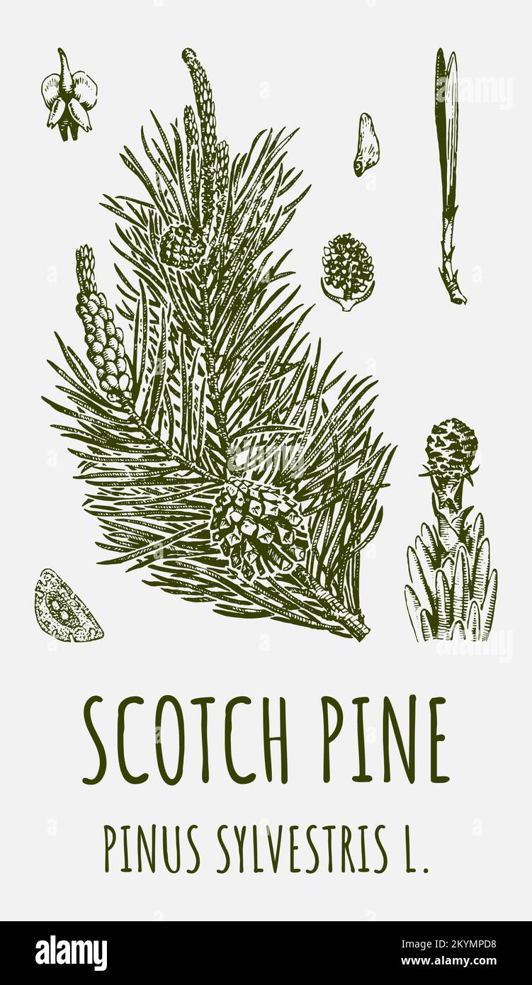 Vector drawings of pine. Hand drawn illustration. Latin name Pinus ...