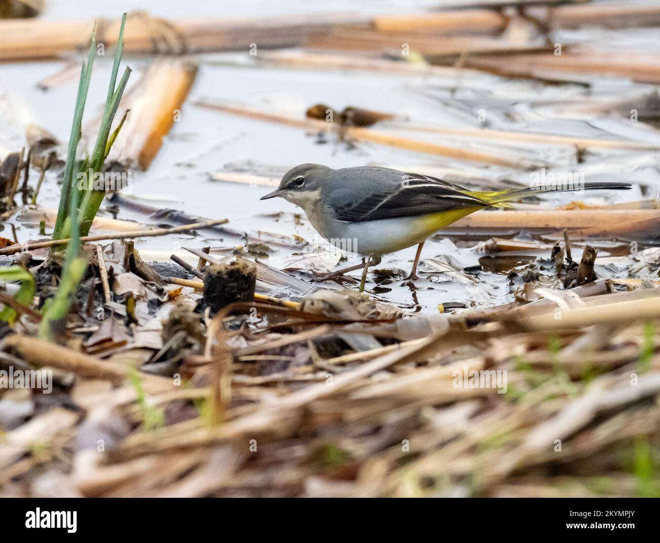 A Grey Wagtail; Motacilla cinerea, at Leighton moss, Silverdale ...