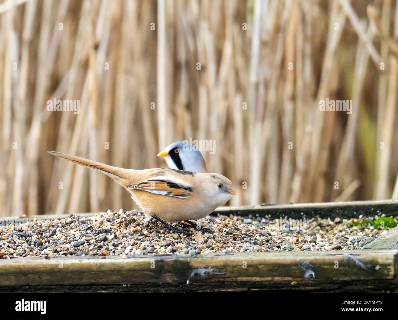 A male and female Bearded Reedling, Panurus biarmicus on a grit tray at ...