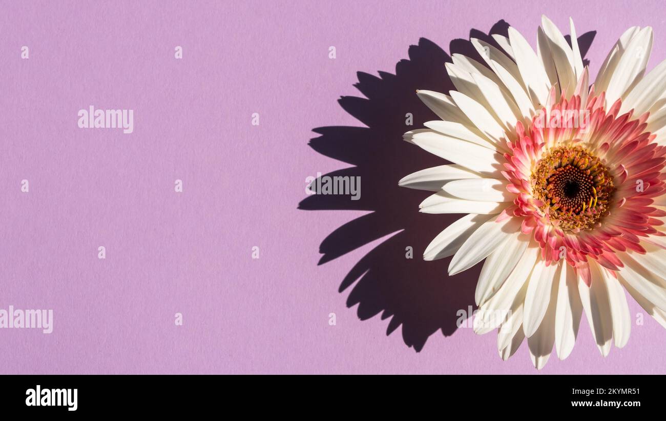 White gerbera on the purple background, flat lay Stock Photo - Alamy