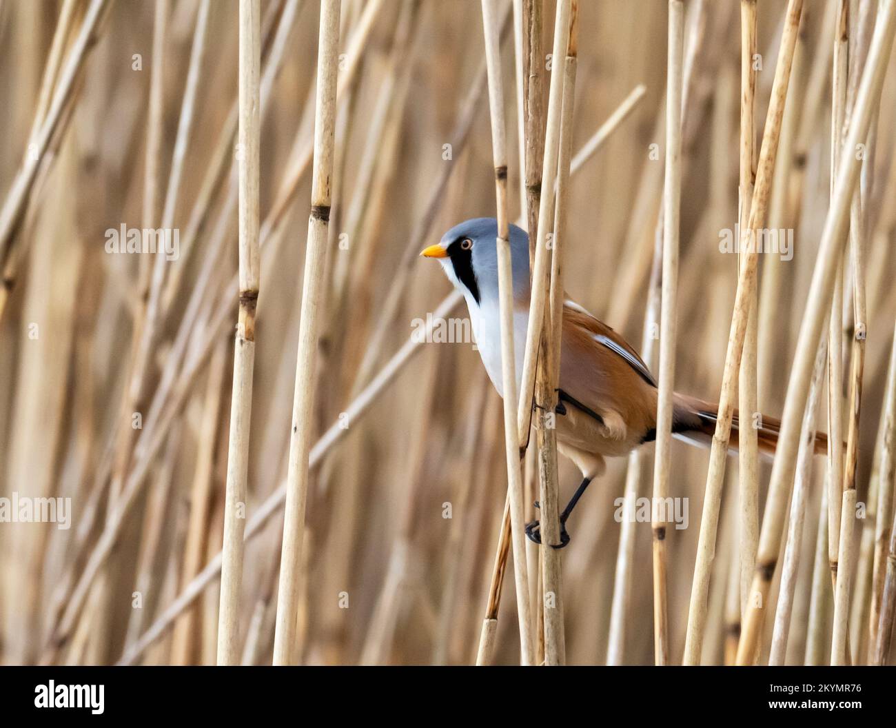 A male Bearded Reedling, Panurus biarmicus in a reed bed at Leighton ...