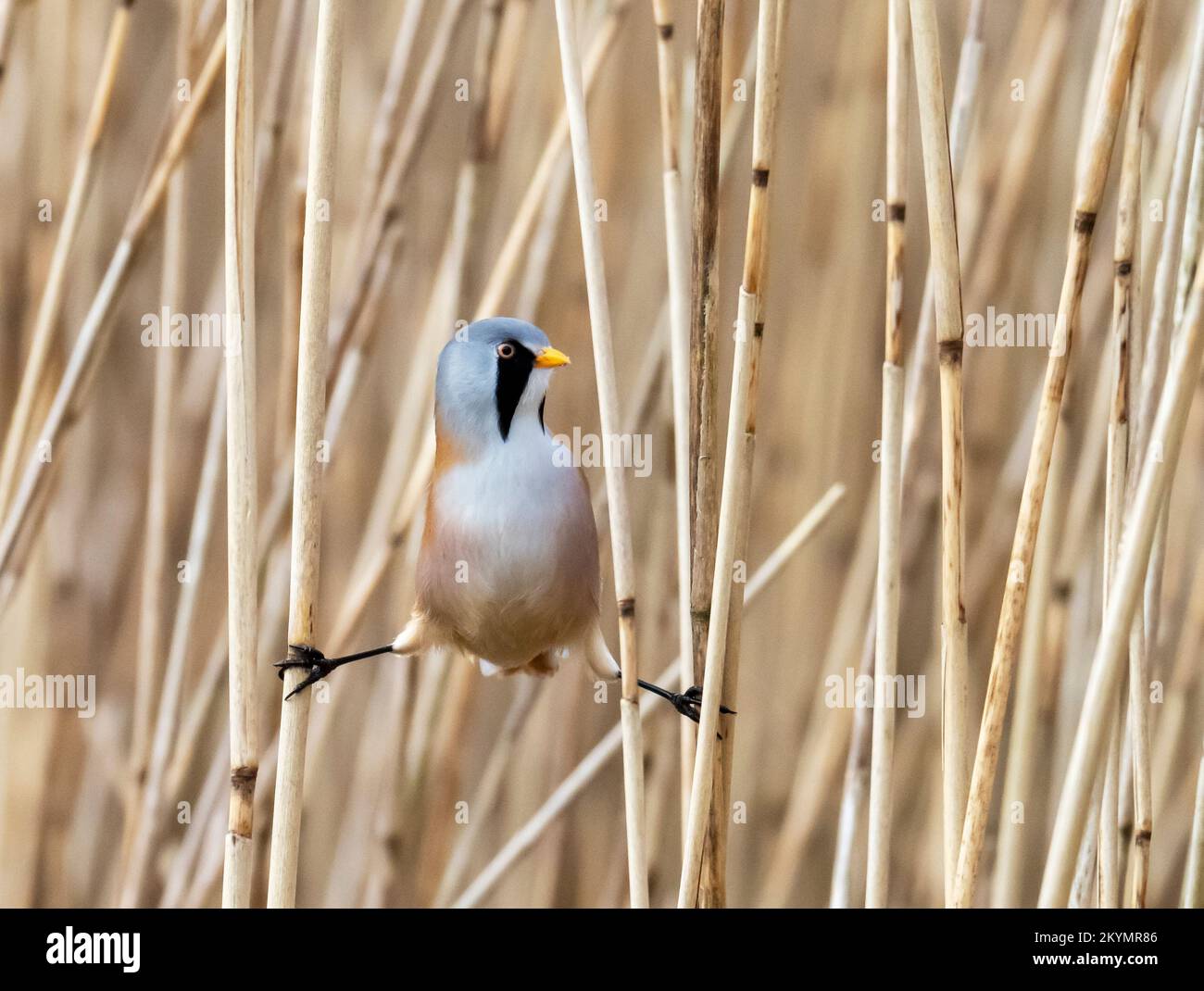 A male Bearded Reedling, Panurus biarmicus doing the splits in a reed ...