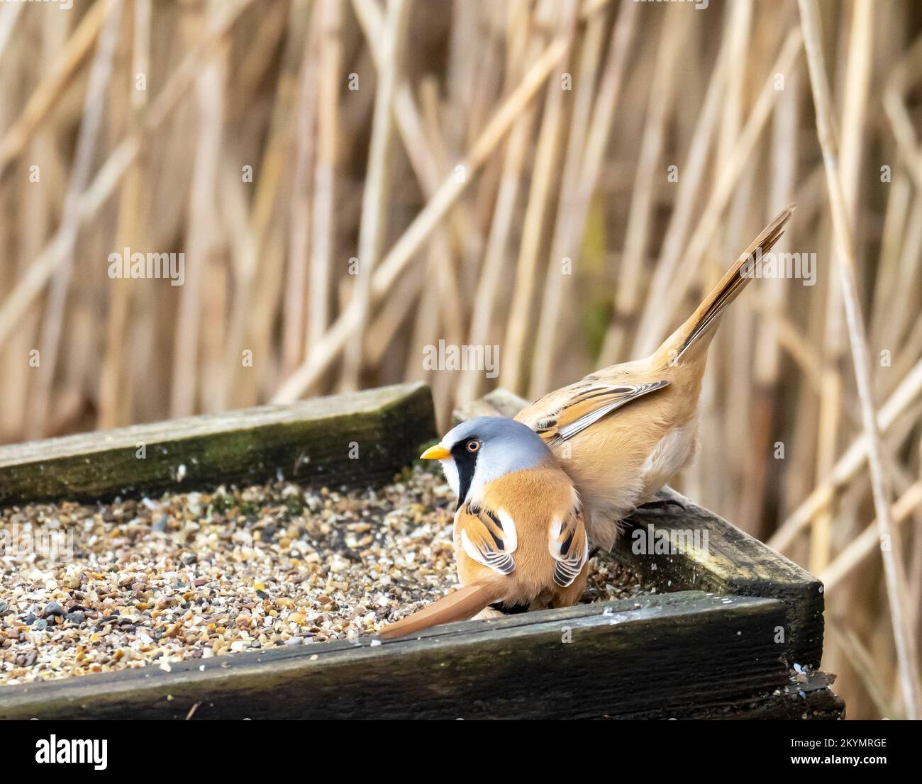 A male and female Bearded Reedling, Panurus biarmicus on a grit tray at ...