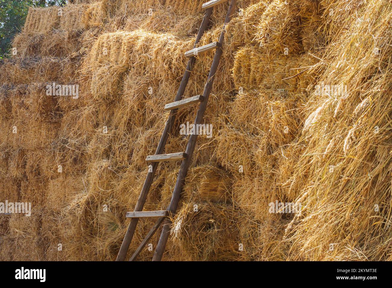 Ladder in the hayloft, dry hay for feed of farm animals Stock Photo - Alamy
