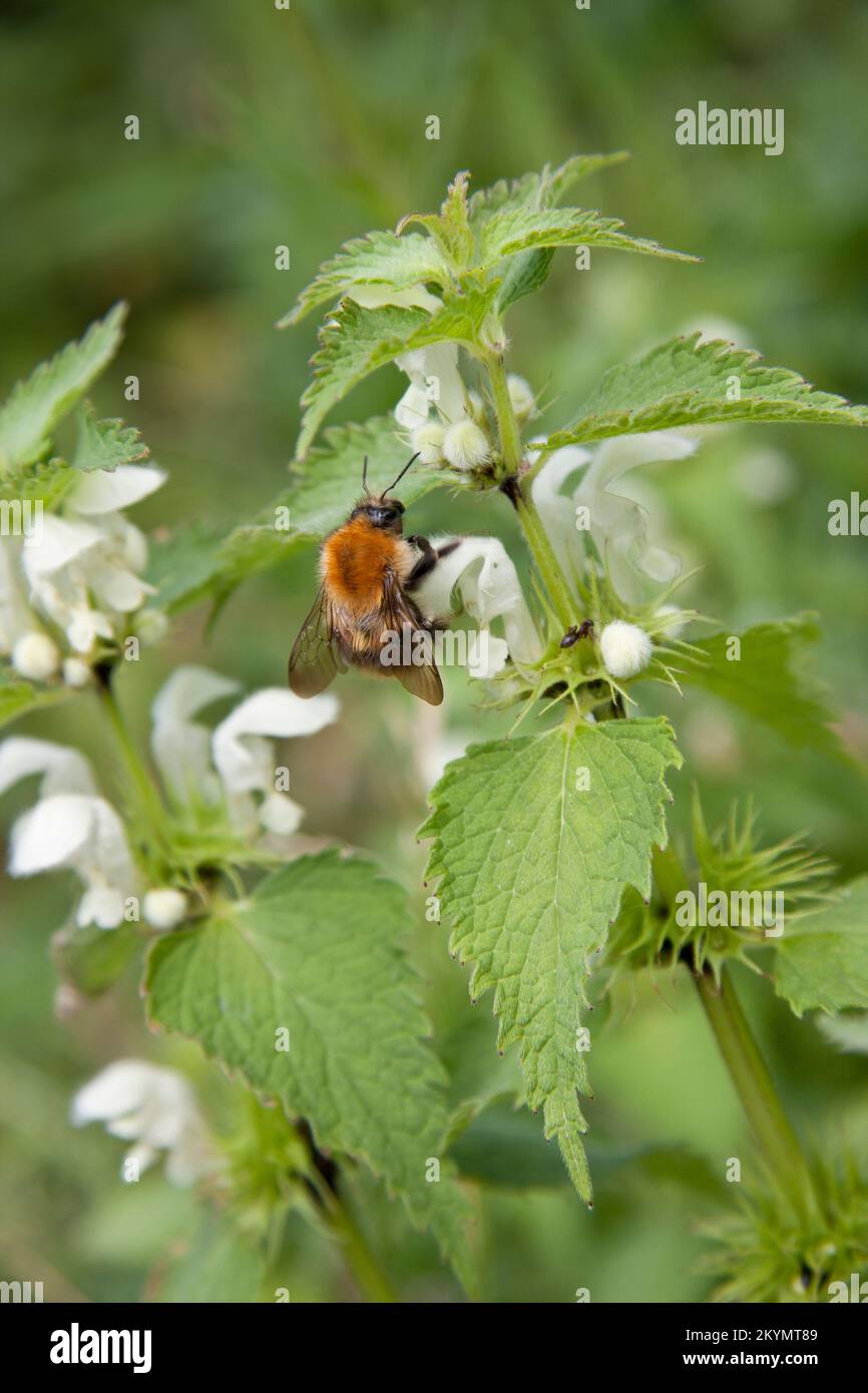Tawny Mining bee Stock Photo - Alamy