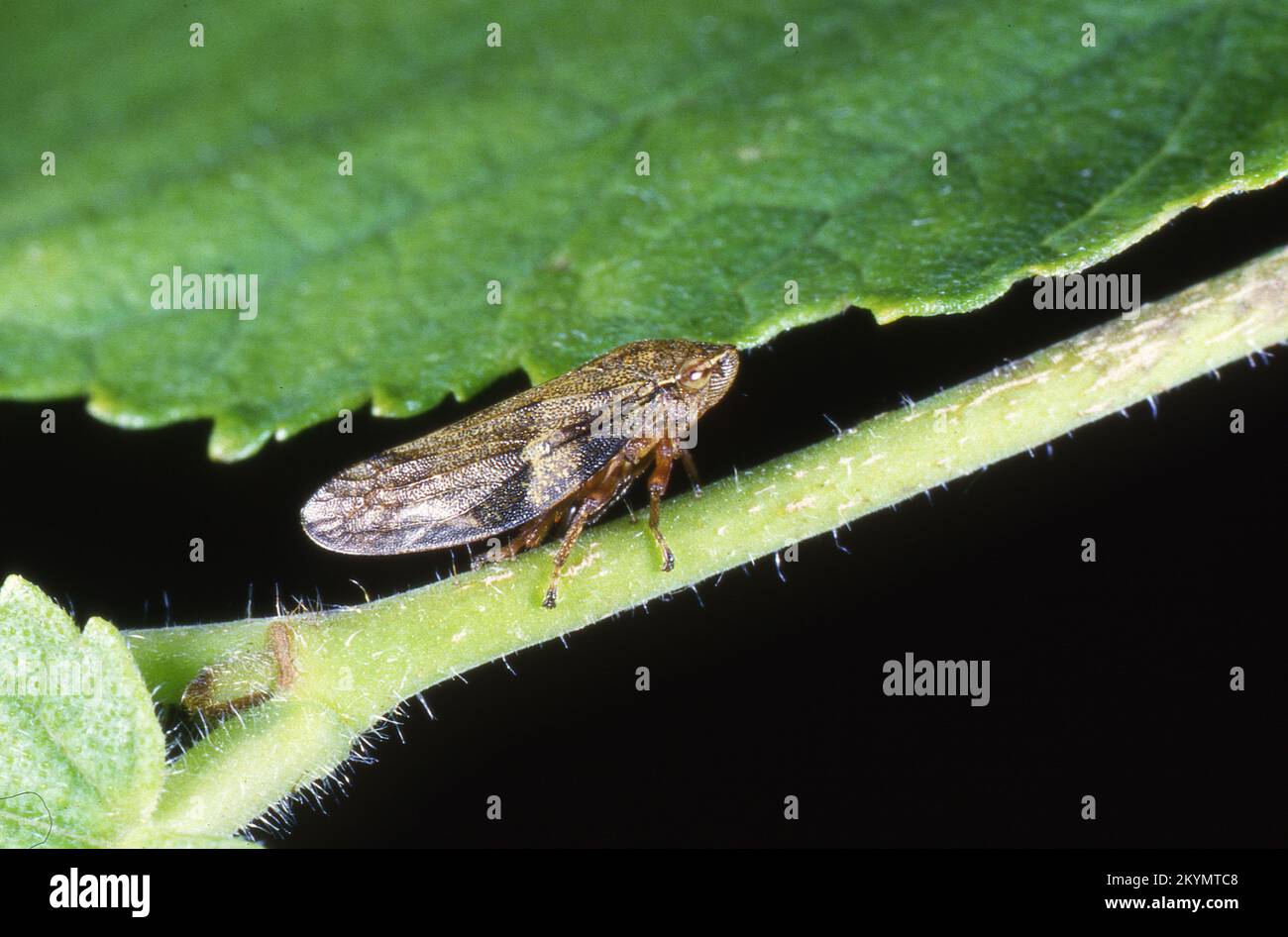 Common froghopper bug hi-res stock photography and images - Alamy