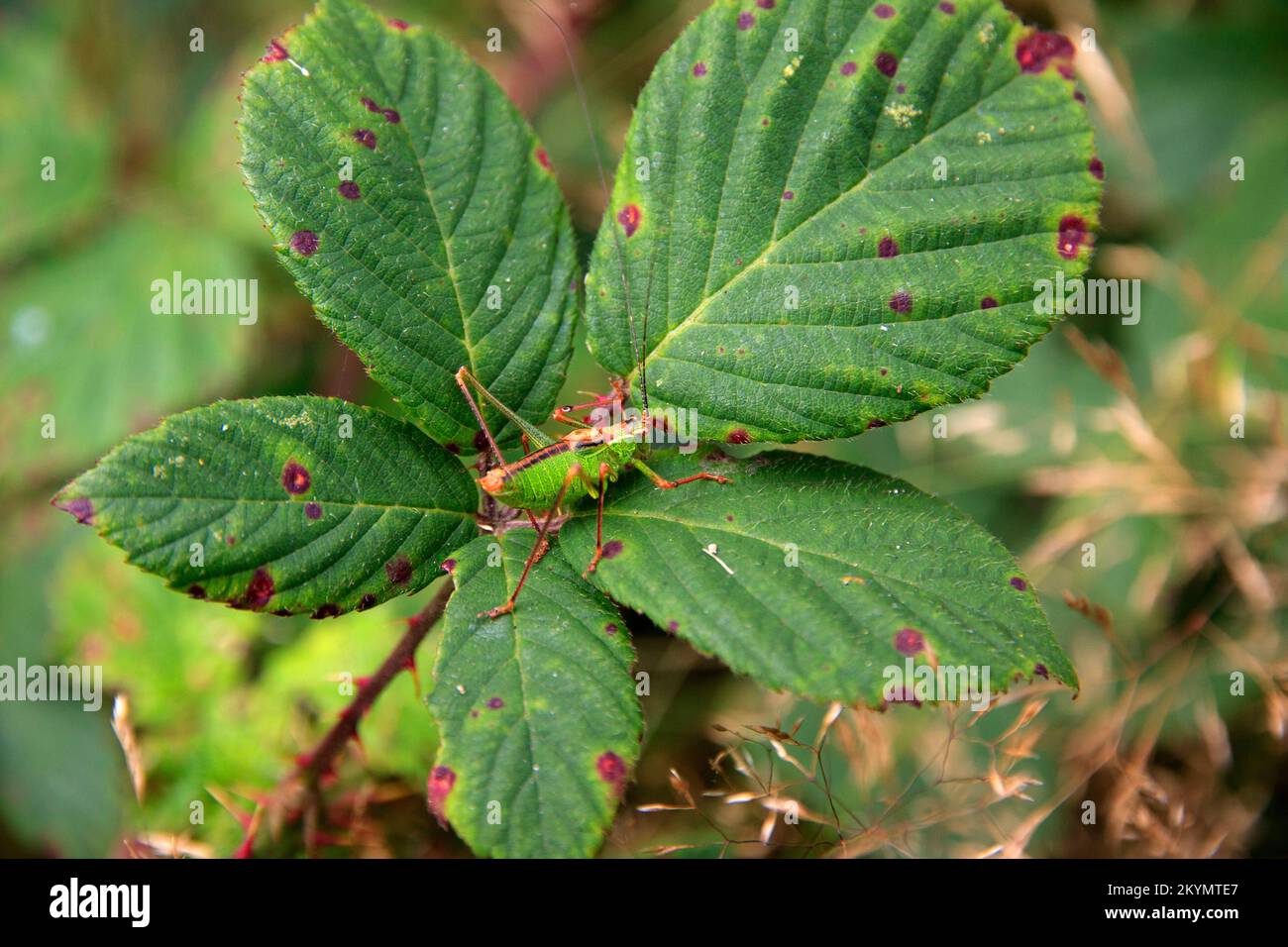 speckled bush cricket Stock Photo - Alamy