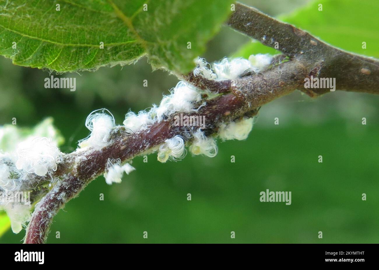 Woolly aphid hi-res stock photography and images - Alamy