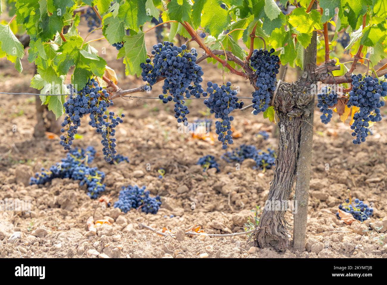 Reduction of ripening grapes to produce highest quality wines in ...