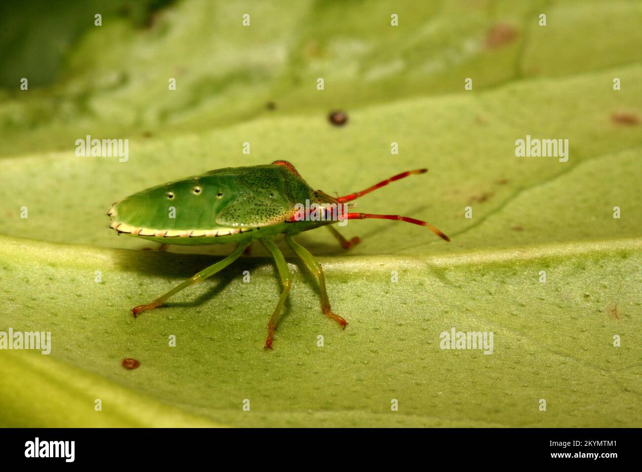 Green shield bug Stock Photo - Alamy