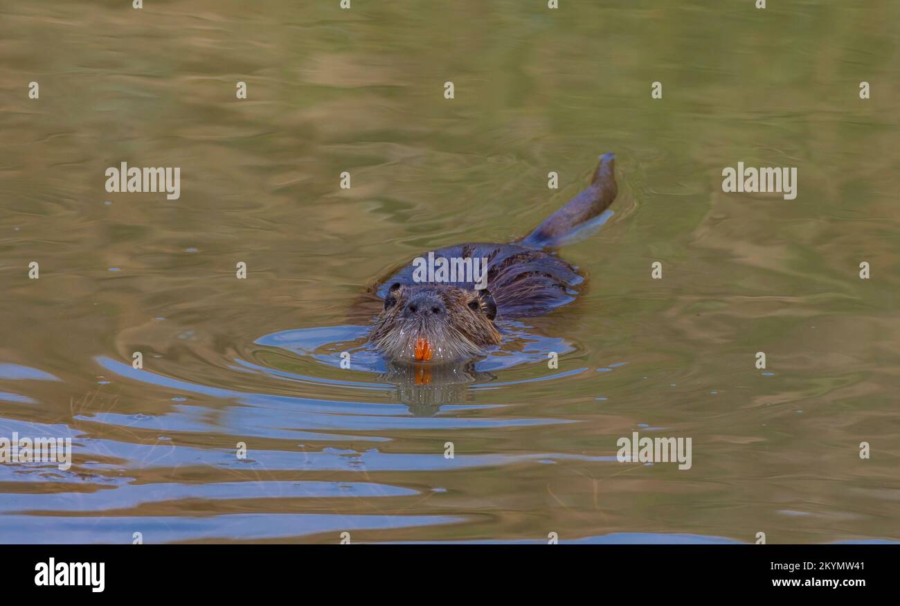 nutria swimming in water,Tuscany, Italy Stock Photo - Alamy