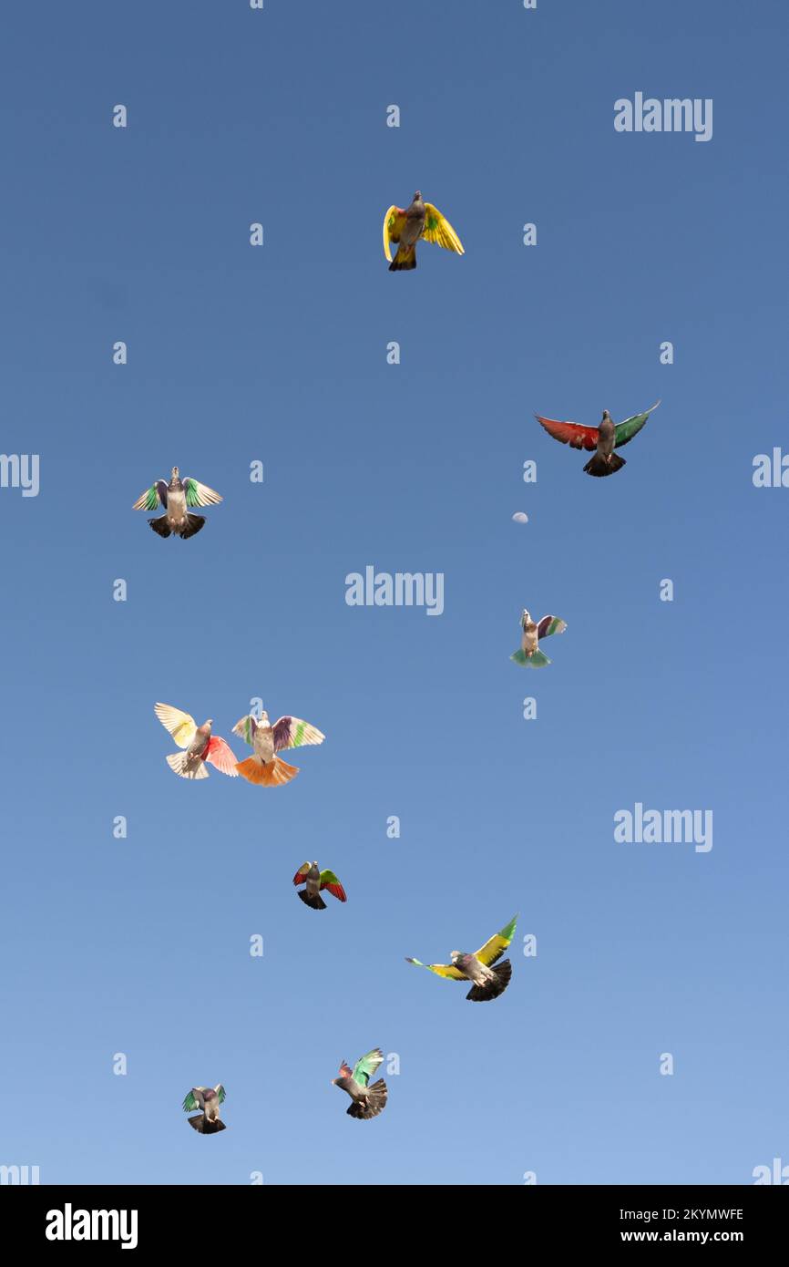 Flock of pigeons with wings painted in colors flying during a ...
