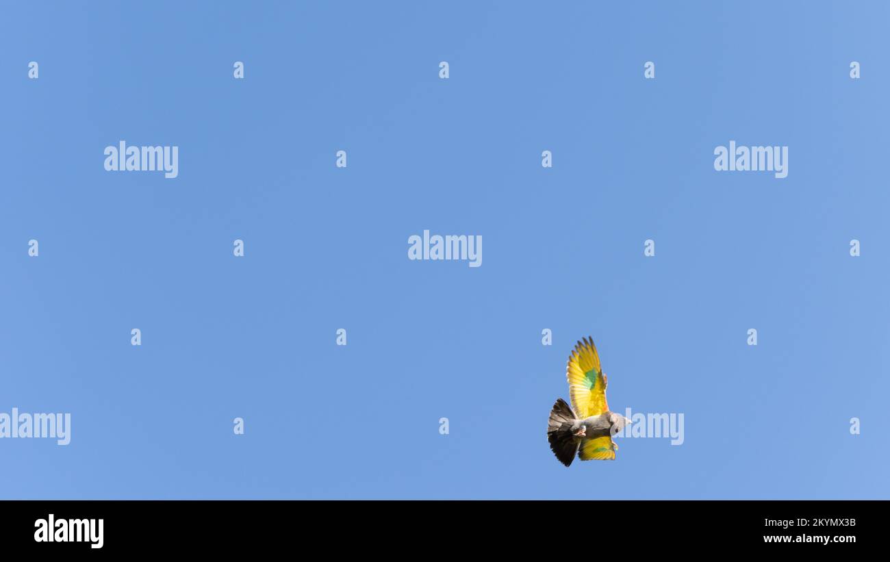A pigeon flying during a competition with wings painted yellow and ...