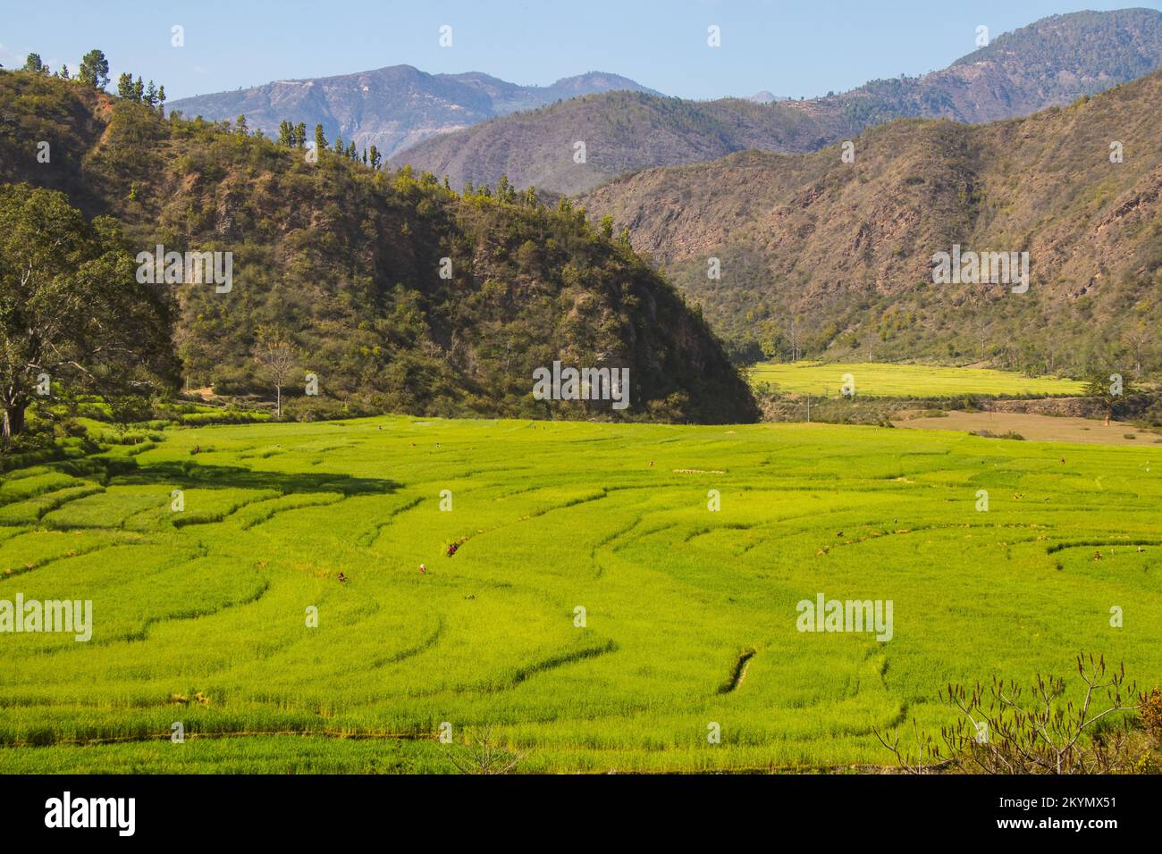 Rice Paddy Fields of HImalayas Nepal in Doti Stock Photo - Alamy