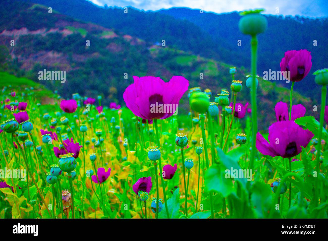Poppy Fields and Beautiful Purple Flowers Animal Day Khaptad National ...