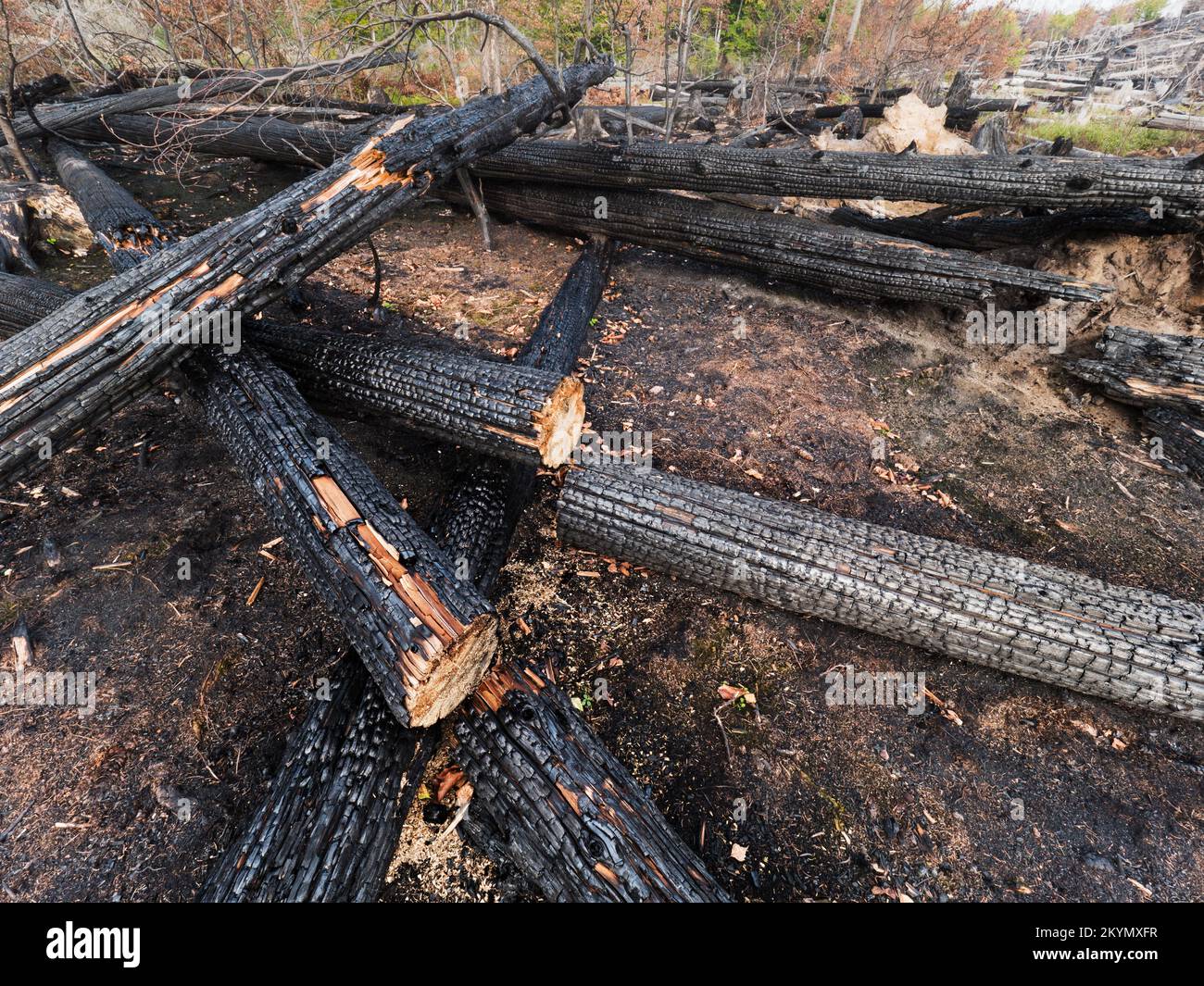 Tragedy. Burnt forest in the first zone of the national park Bohemia ...