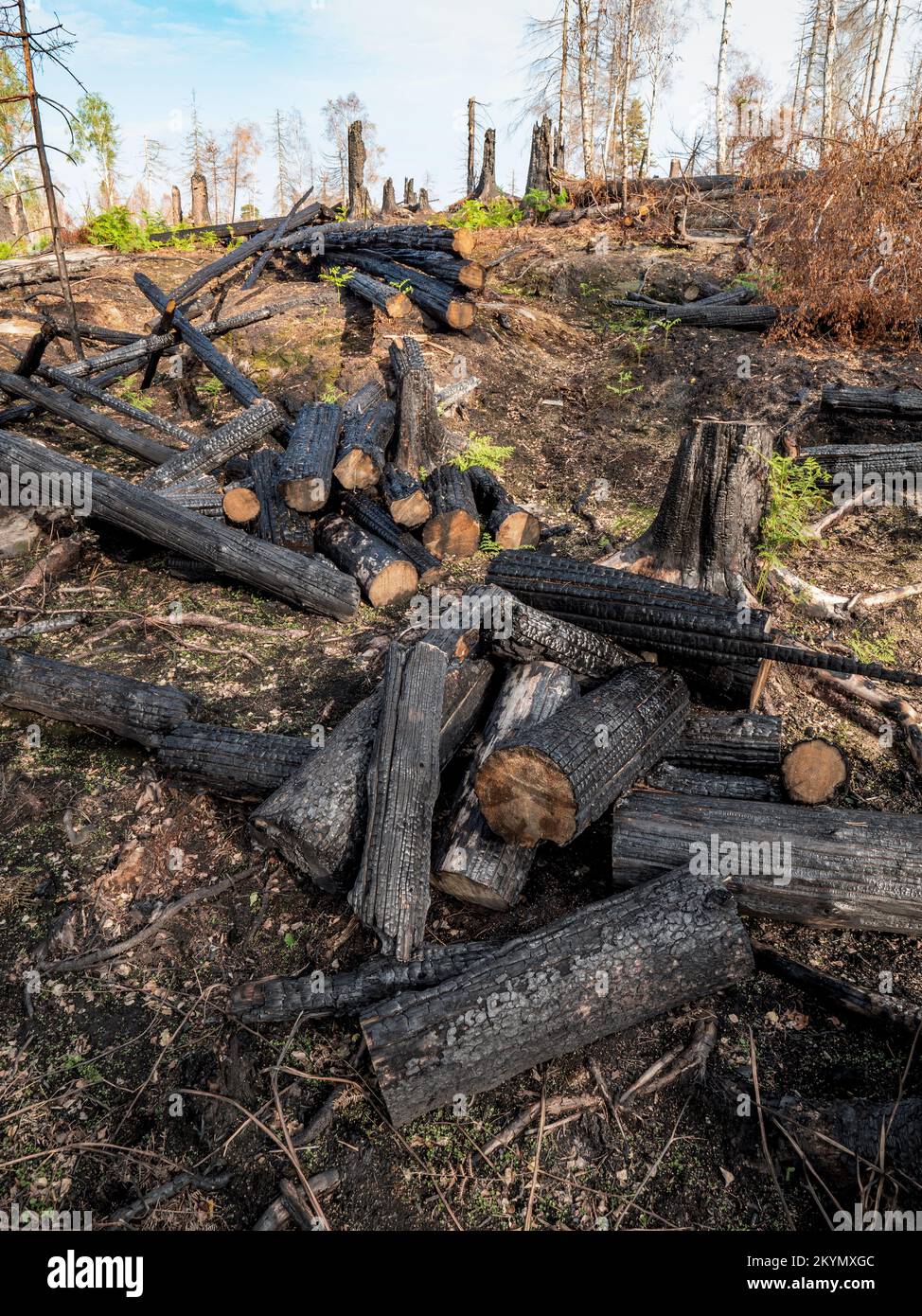 Burned forest after a huge fire and bark beetle calamity. Firefighters ...