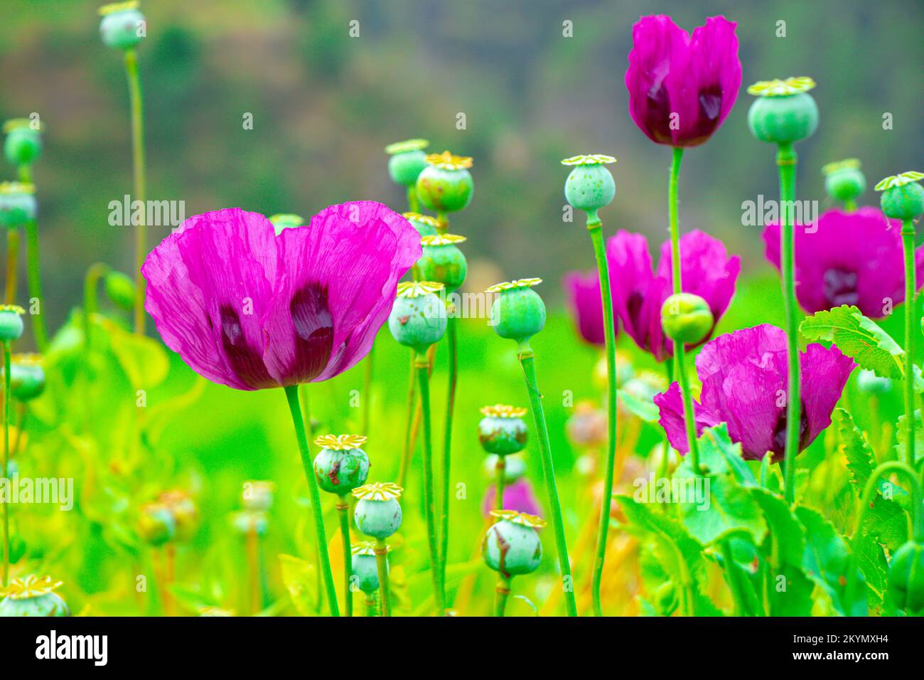 Poppy Fields and Beautiful Purple Flowers Animal Day Khaptad National ...