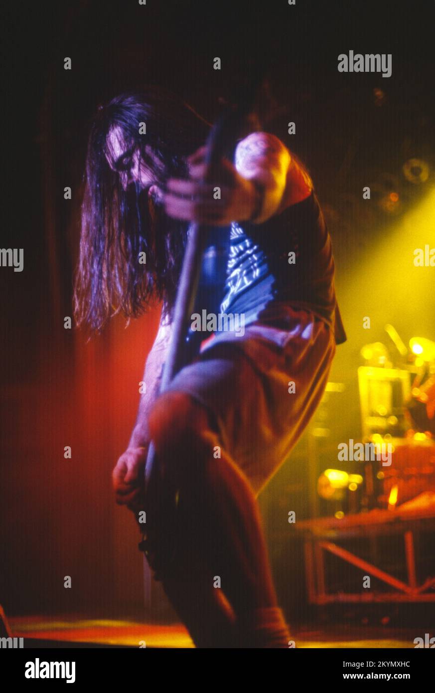 Rex brown pantera hi-res stock photography and images - Alamy