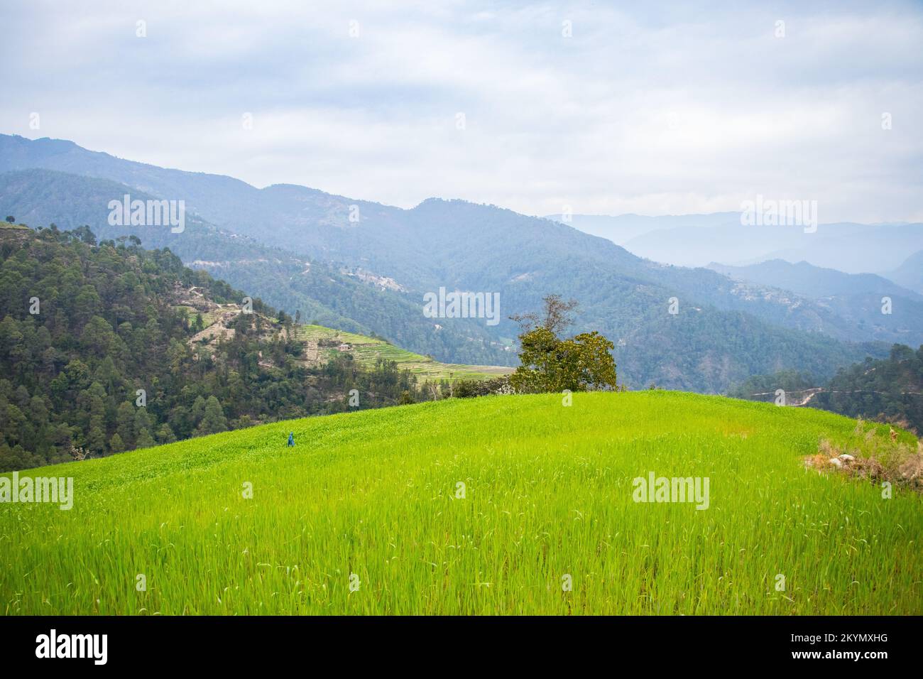 Nepal terraced fields mountain hi-res stock photography and images - Alamy