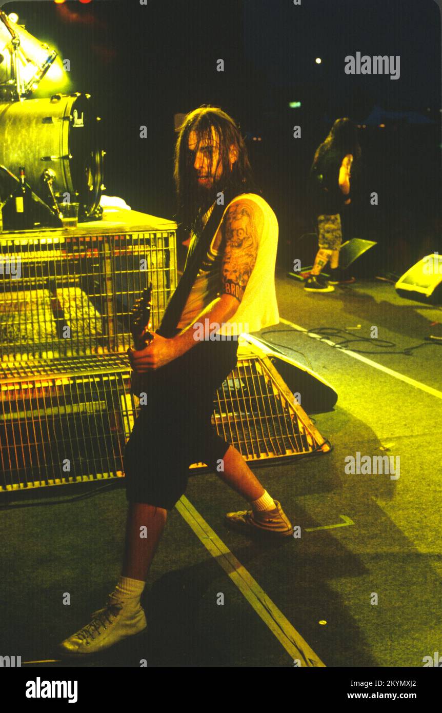 Rex brown pantera hi-res stock photography and images - Alamy