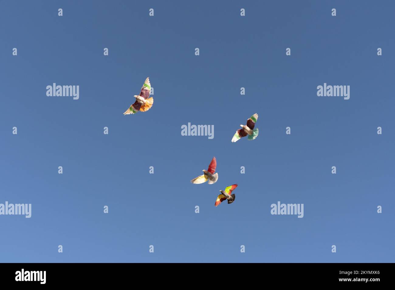 Racing pigeons with colorful painted wings flying with the blue sky in ...
