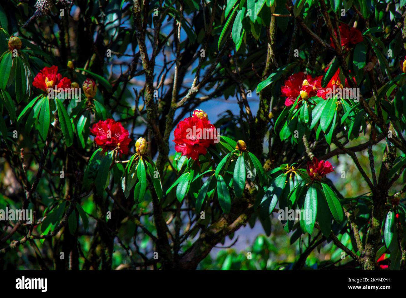 Rhododendron Flower in the Himalayas of Nepal Khaptad National Park ...