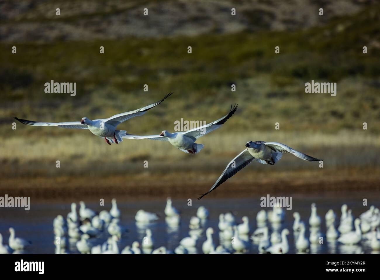 Three Geese Flying in Formation in Sunshine Stock Photo - Alamy