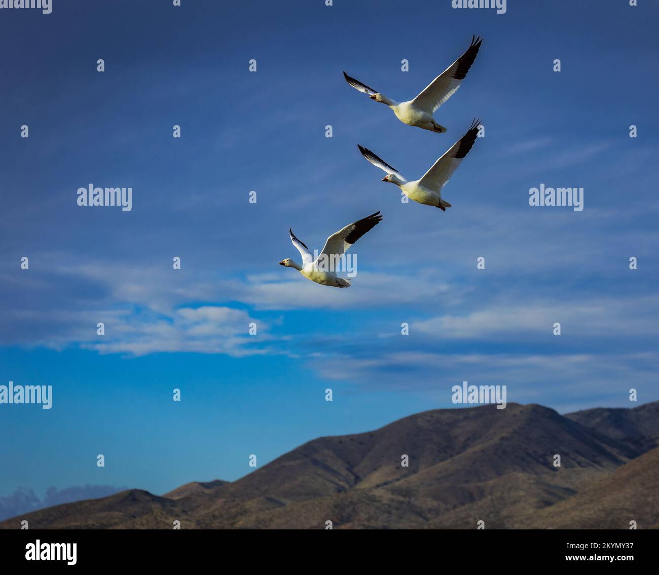 Three Geese Flying in Formation in Sunshine Stock Photo - Alamy