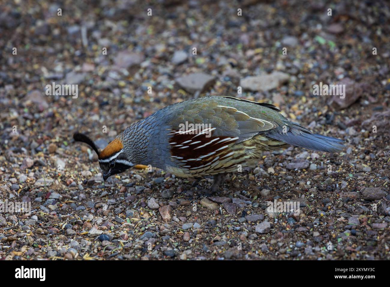 Bird shadows on the ground hi-res stock photography and images - Alamy
