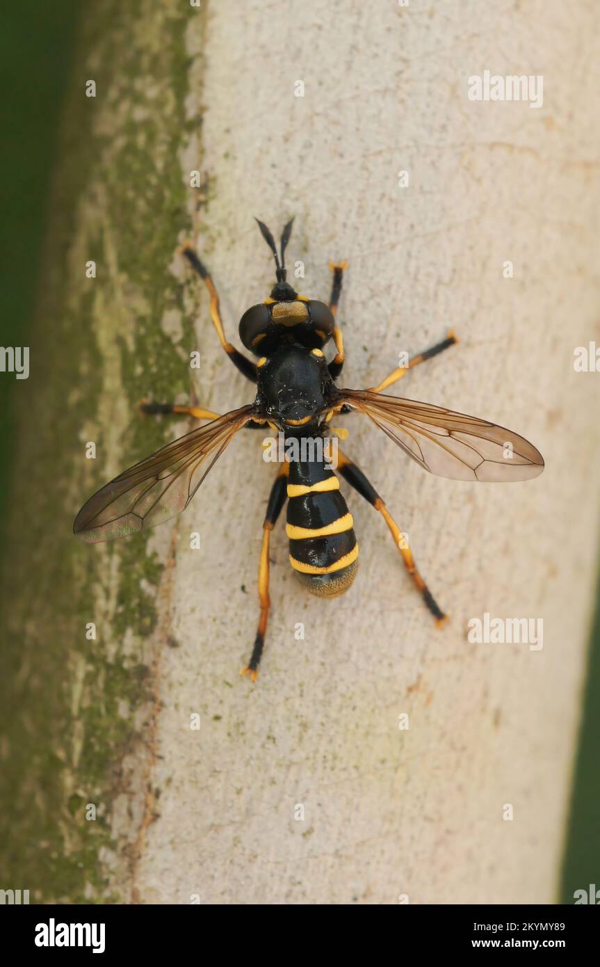Vertical closeup on a strange Thick headed fly, the Yellow-legged ...