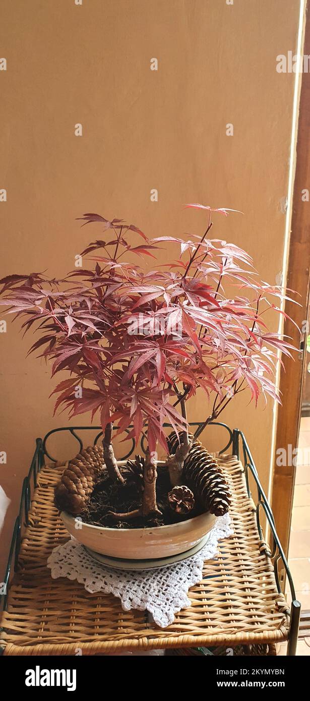 red maple bonsai a beautiful miniature plant Stock Photo - Alamy