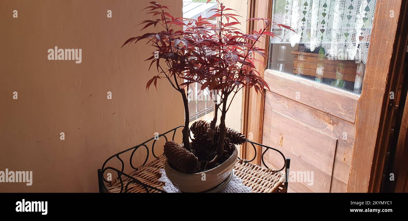 red maple bonsai a beautiful miniature plant Stock Photo - Alamy