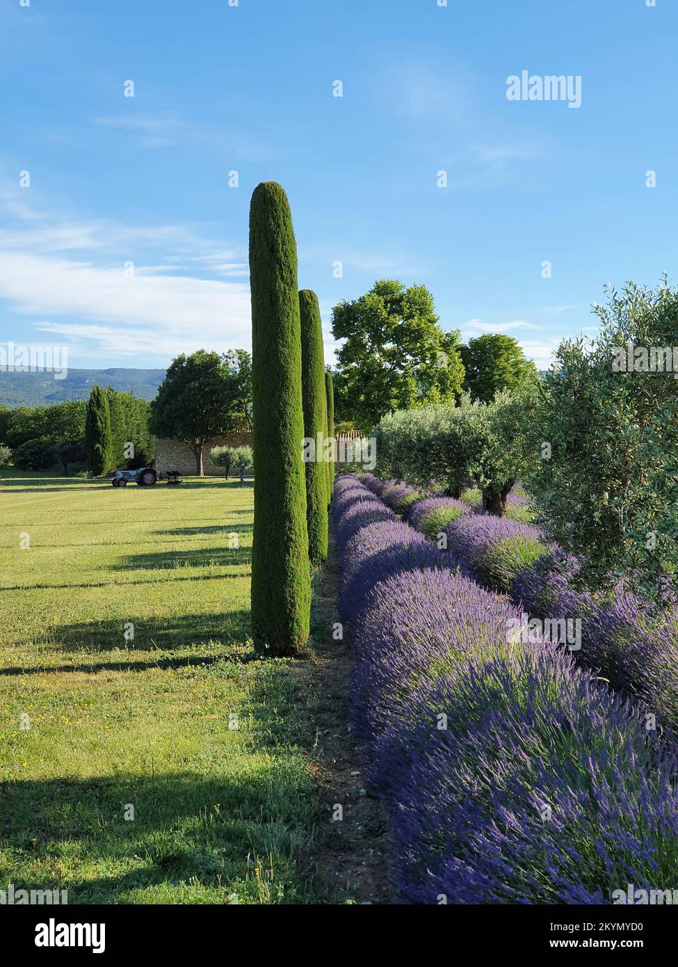 french landscape with lavender plants Stock Photo - Alamy
