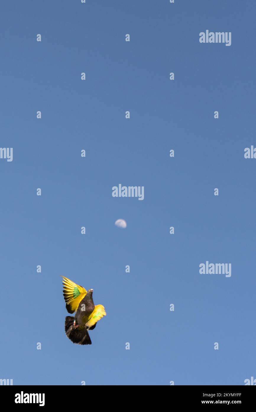 A racing pigeon with wings painted yellow and green to distinguish it ...