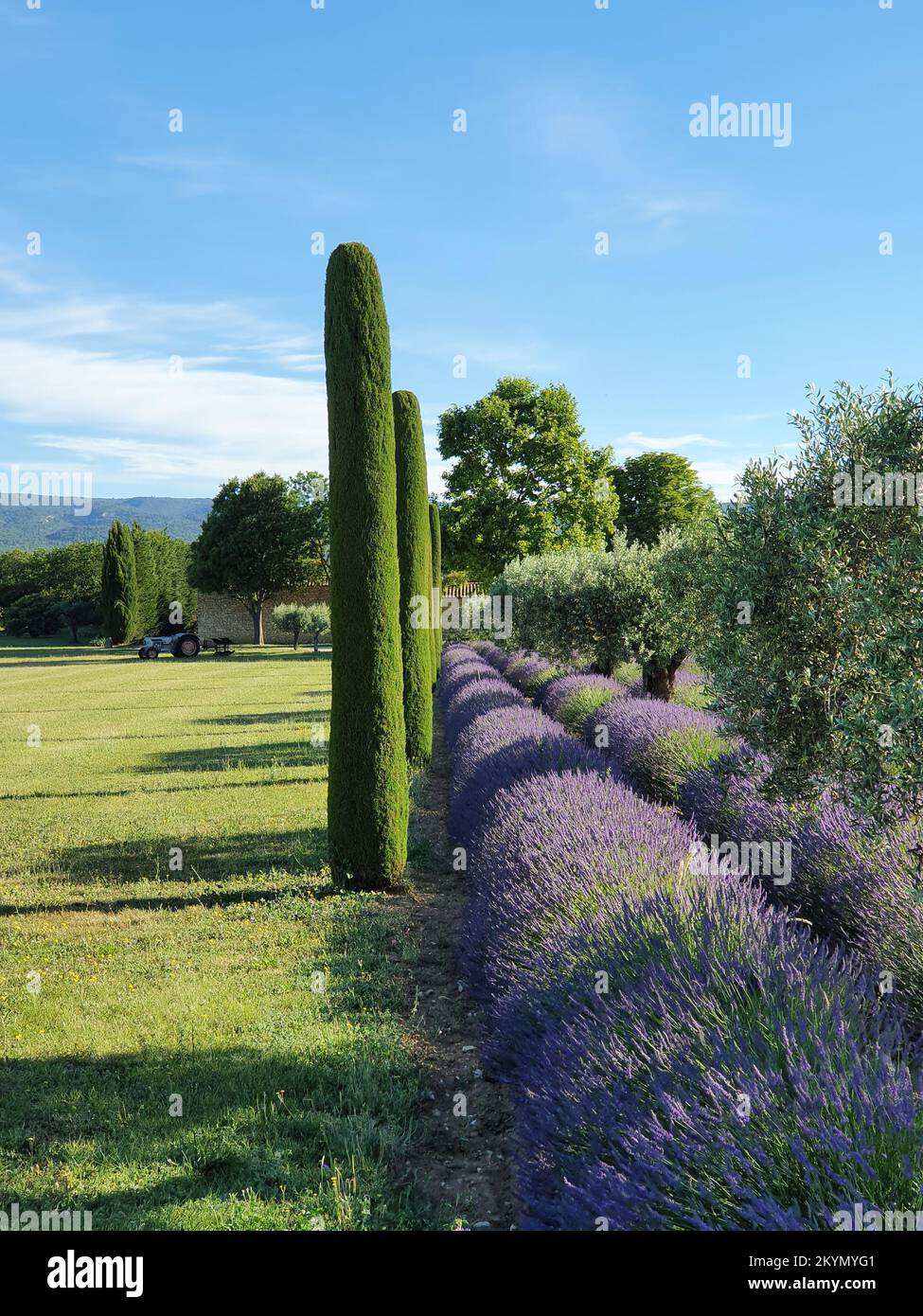 french landscape with lavender plants Stock Photo - Alamy