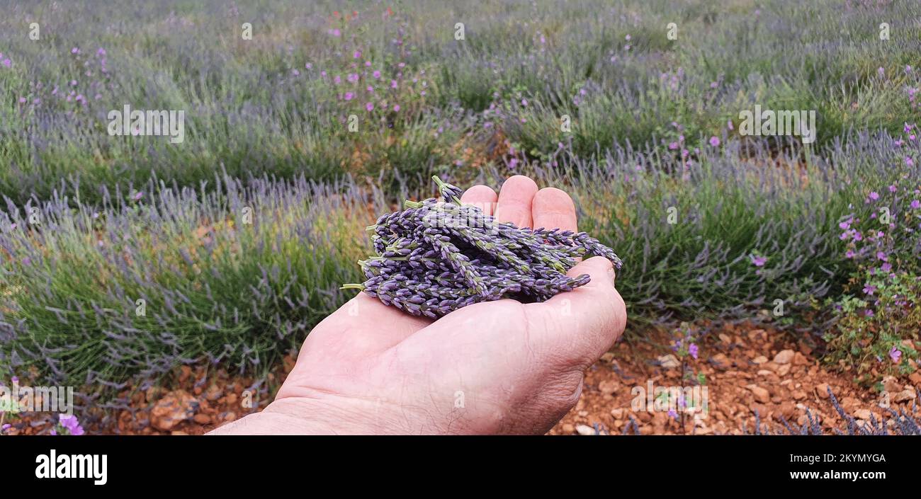 Freshly picked blue flowers hi-res stock photography and images - Alamy